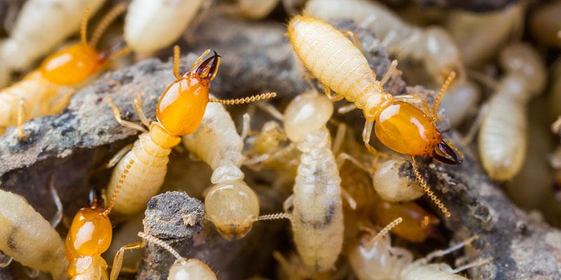 Early Warning Signs of Termites | Atomic Pest Control